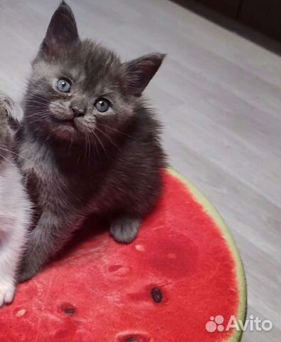 Британский котенок, мраморная девочка