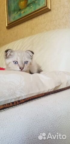 Котенок вислоухий с голубыми глазами