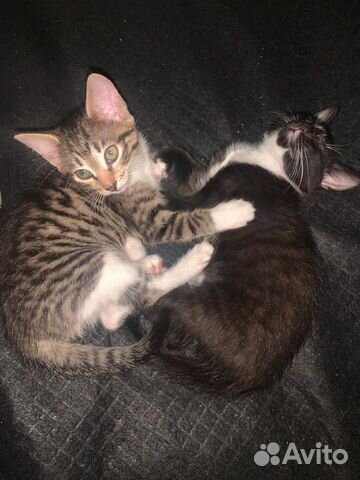 Котята в добрые руки