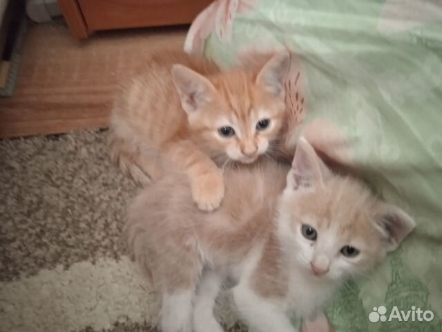 Отдам котят"девочек"