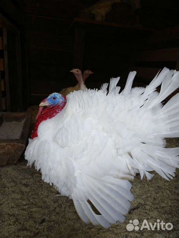 Индюки семья