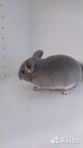 Шиншилла, Фиолет, 67 сапфира