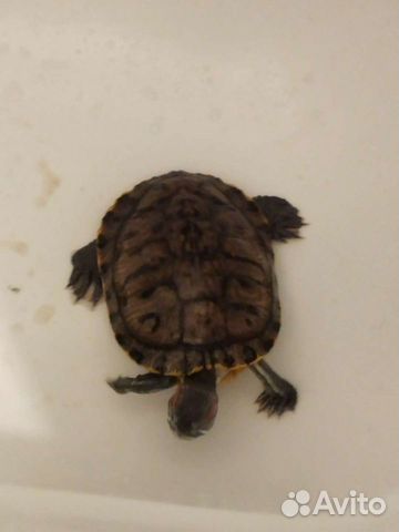 Красноухая черепаха бесплатно