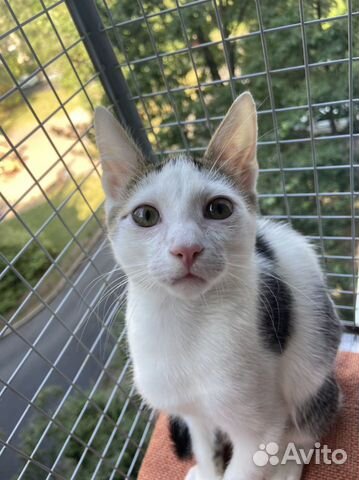 Котенок Шурик в поиске счастья