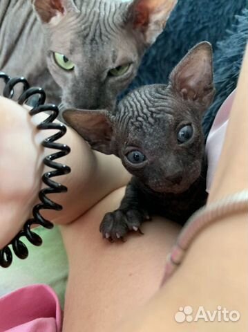 Донской сфинкс