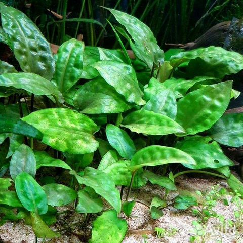 Водоросли аквариумные