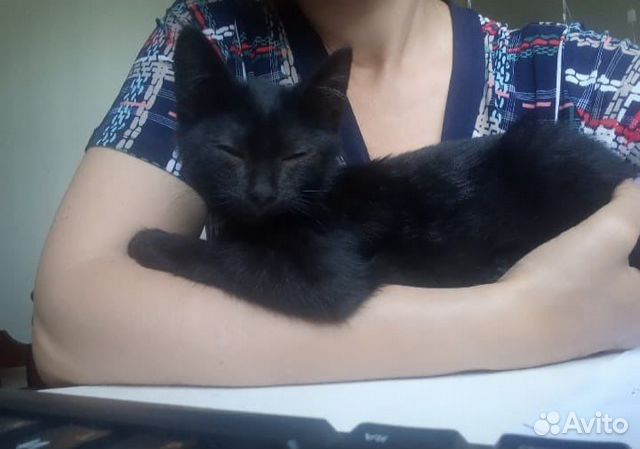 Котенок