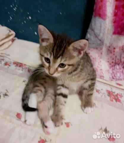 Котенок девочка полтора месяца