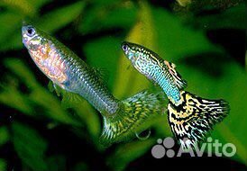 Гуппи подростки