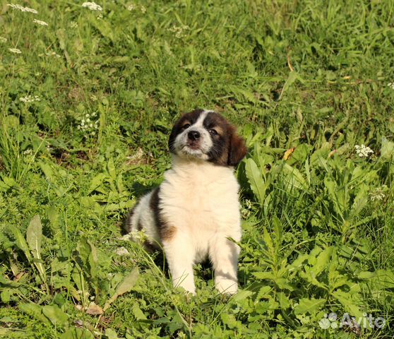 Щенуля Жемчужинка-кудрявые ушки, в дар