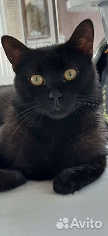 Кот 2 года