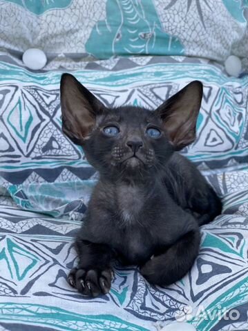 Ориентальные котята ориентал