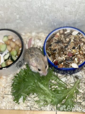 Жирнохвостая песчанка