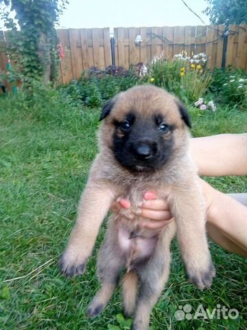 Метисы бельгийской овчарки