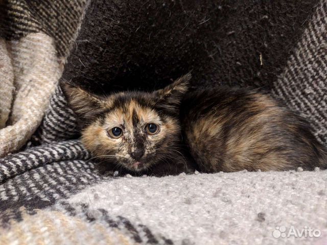 Котенок в беде