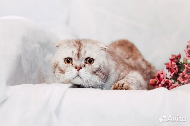 Шоколадный шотландец