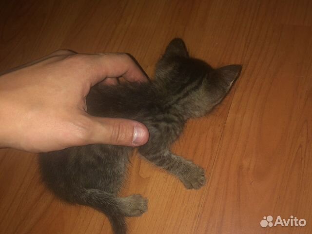 Котенок 1 месяц