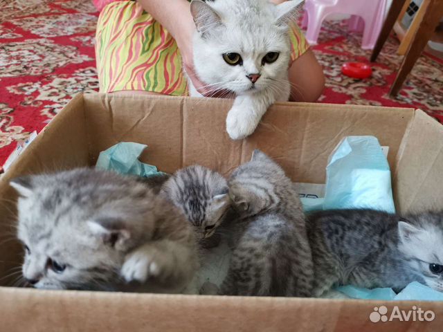 Котята помесь шотландской и британского