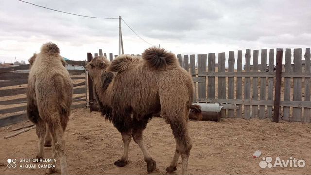Верблюд двугорбый
