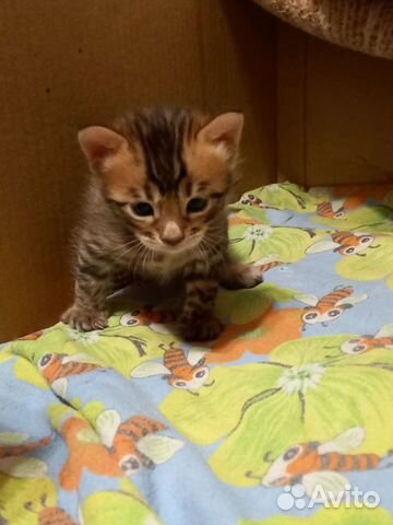 Бенгальская кошка