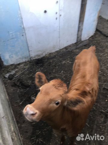 Телёнок девочка