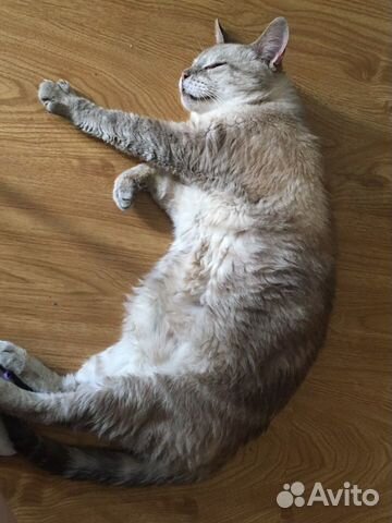 Синеглазый кот ищет семью