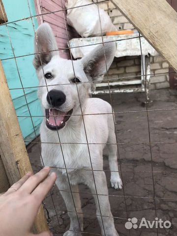 Белая швейцарская овчарка (бшо)