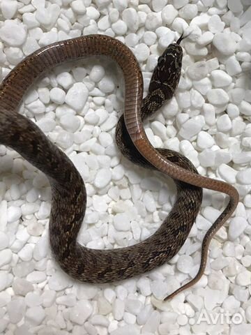 Змея узорчатый полоз