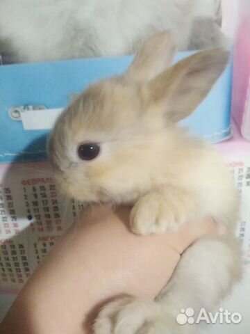 Декоративные кролики