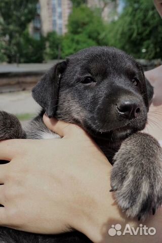 Щенятки в добрые руки