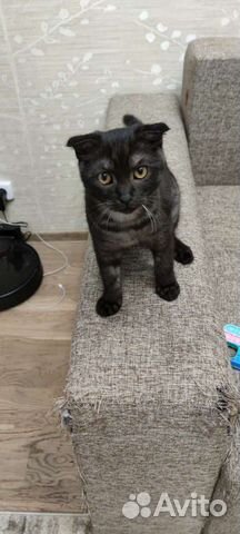 Шотландская вислоухая