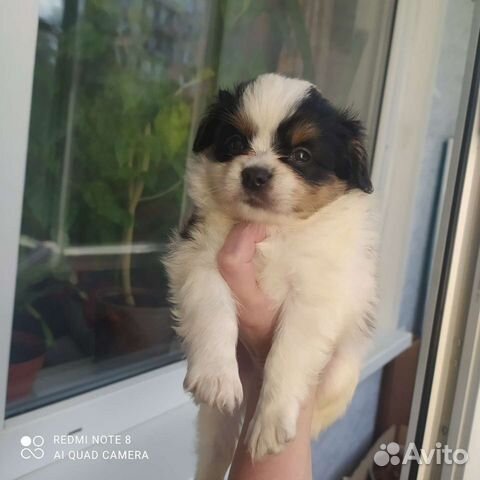 Кавалер + шпиц