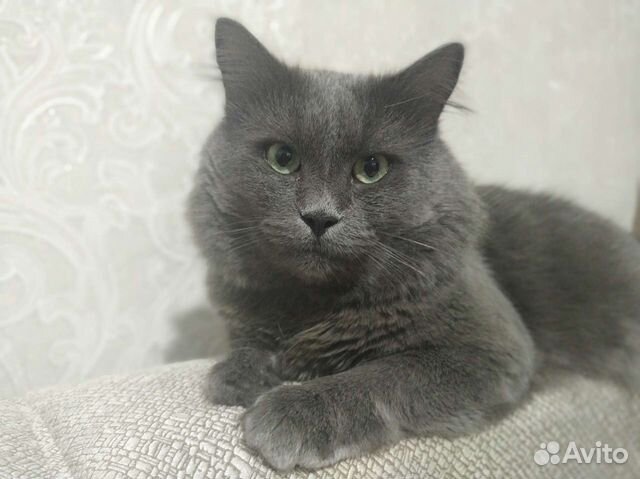 Вязка нибелунг