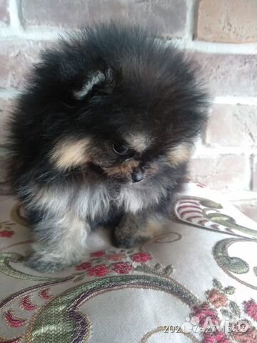 Шпицы медвежата