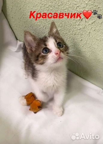 Котенок