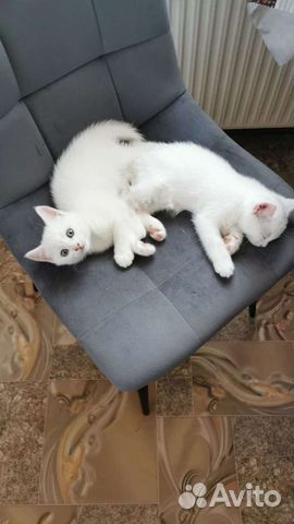 Котята породистые бесплатно