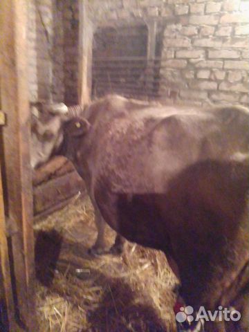 Корова дойная