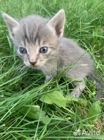 Котята