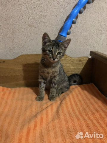 Кошечка 3 мес