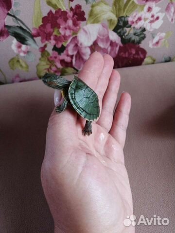 Североамериканская красноухая черепаха