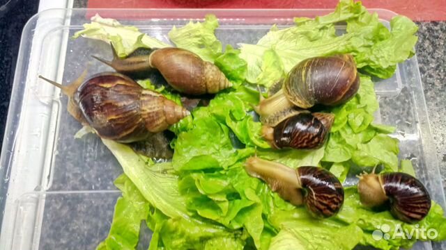 Красотки ищут дом