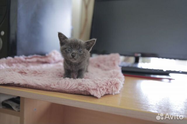 Вылитая Русская Голубая. Котенок, Красивая Девочка
