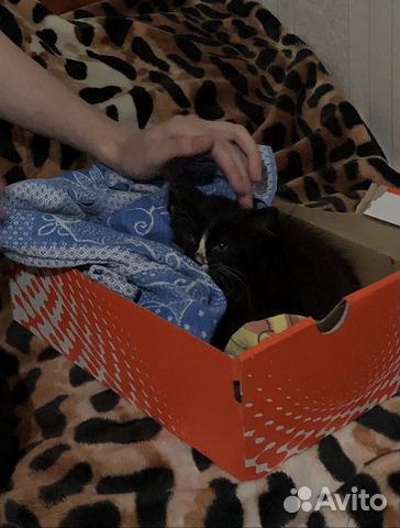 Весёлый кот