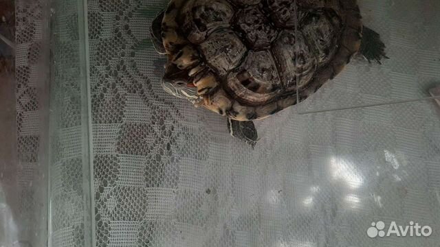 Черепаха с аквариумом