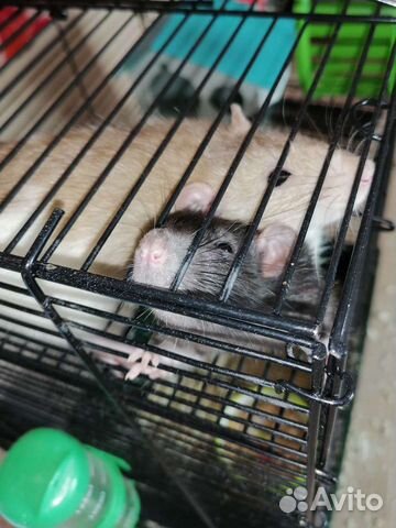 Декоративные крыски