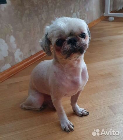 Собака бесплатно в добрые руки Ши-тцу