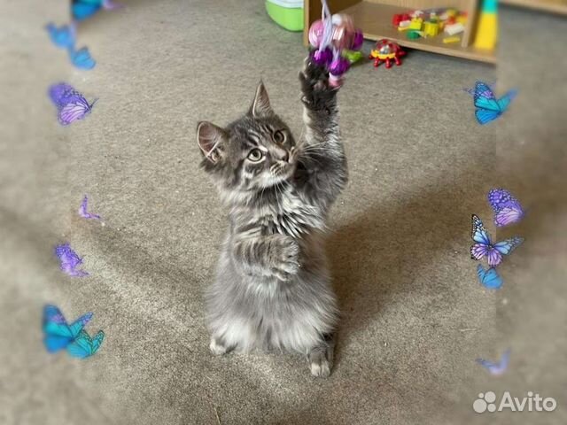 Чудные котята бесплатно