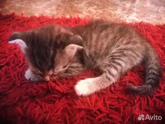 Британские смешанные котята в добрые руки