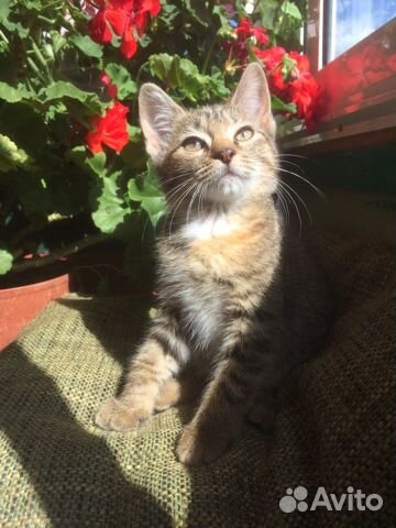 Котенок девочка бесплатно