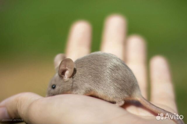 Сатиновые декоративные мыши разных окрасов